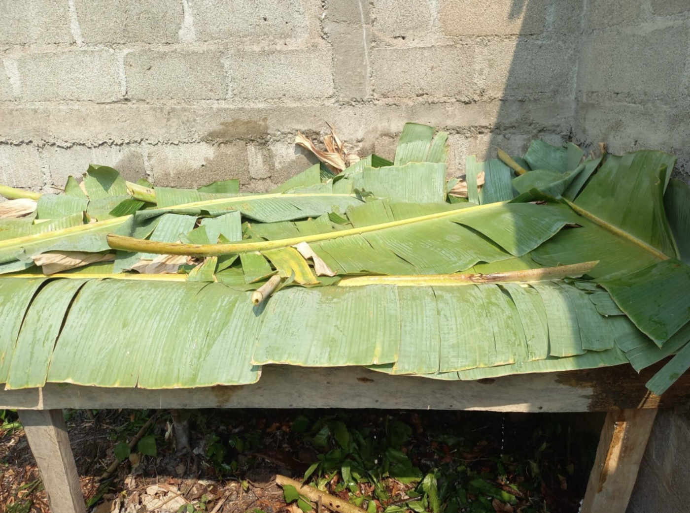 Excelsa Coffee Inc.: Pioneering Sustainable Coffee Cultivation in ...