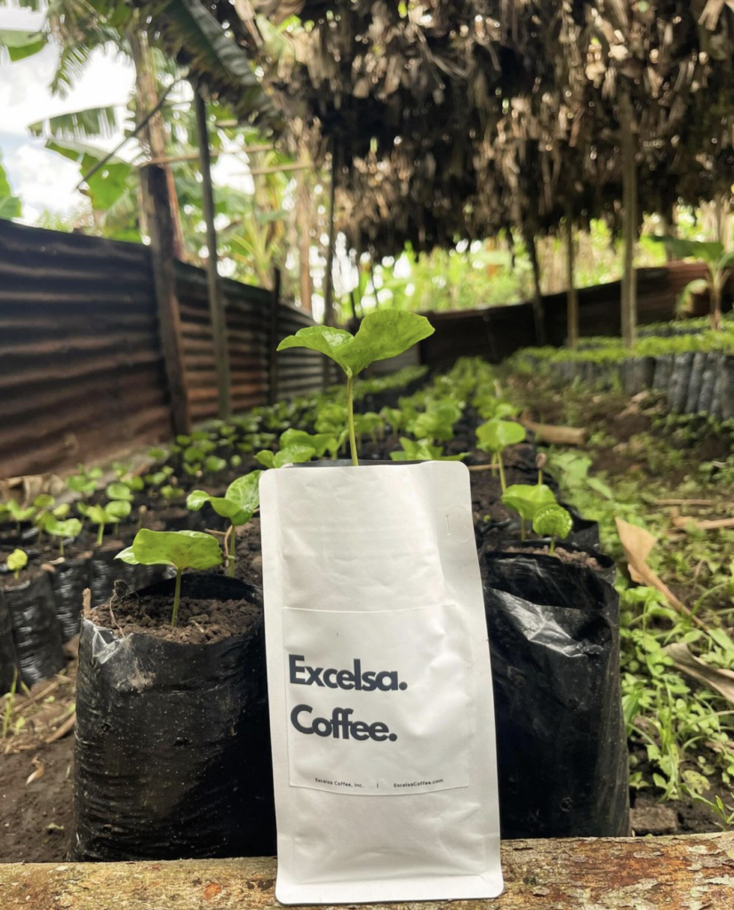 Excelsa Coffee Beans: The Hidden Hero of the Coffee Industry - Excelsa ...